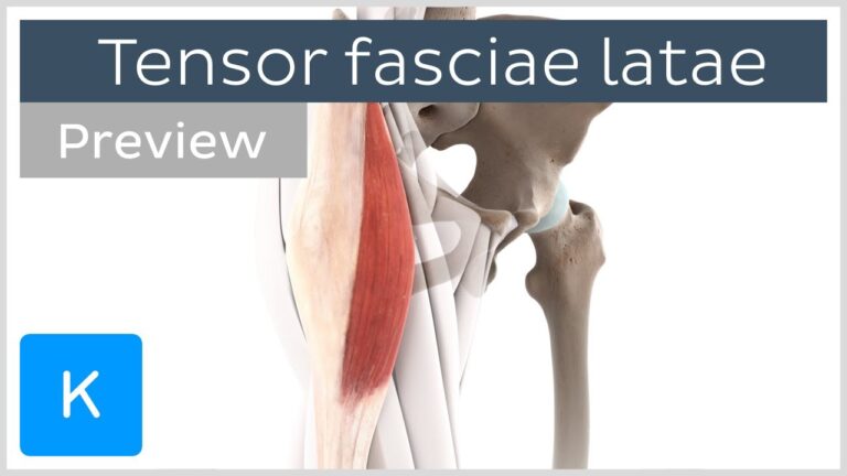 Descubre todo sobre el músculo tensor de la fascia lata: funciones ...