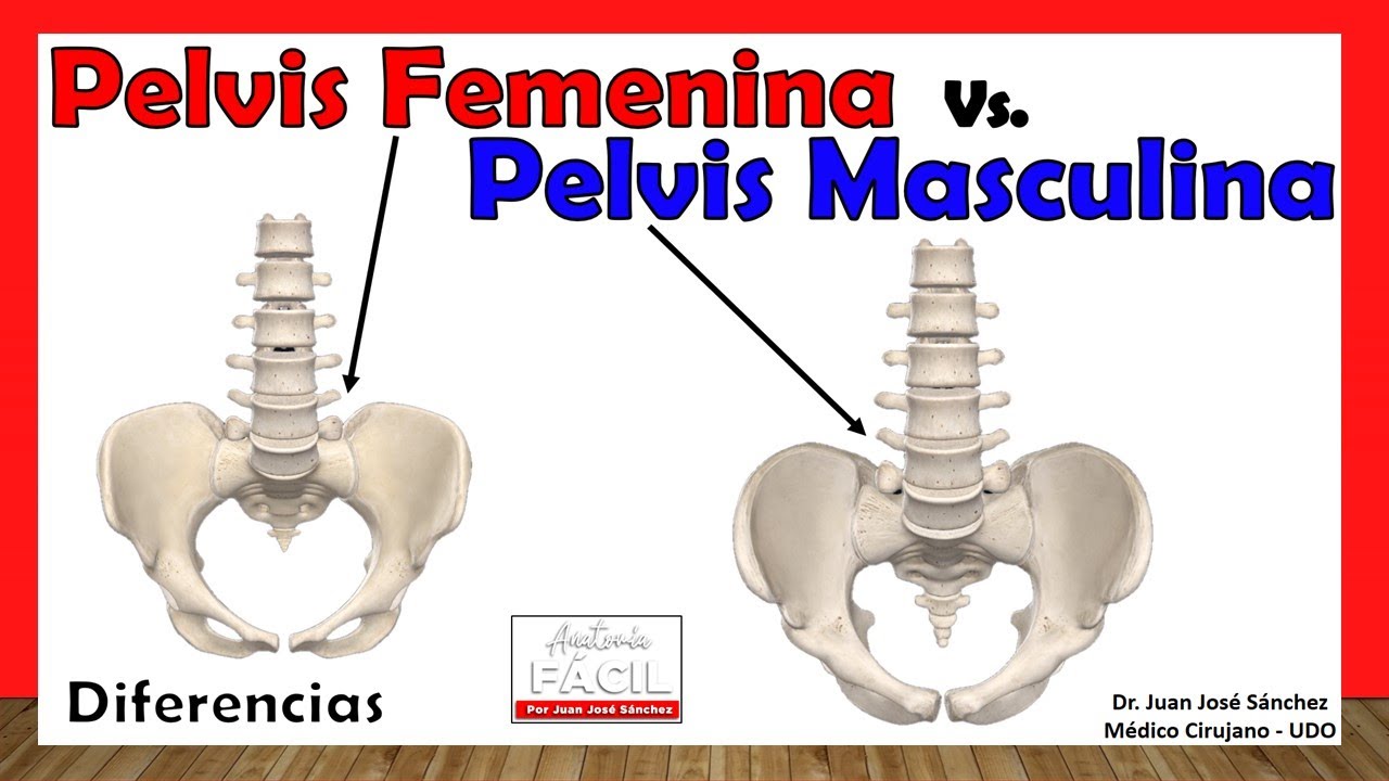 Descubre la Completa Anatomía del Hombre y la Mujer: Todo lo que Debes Saber - Kiret Fisioterapia