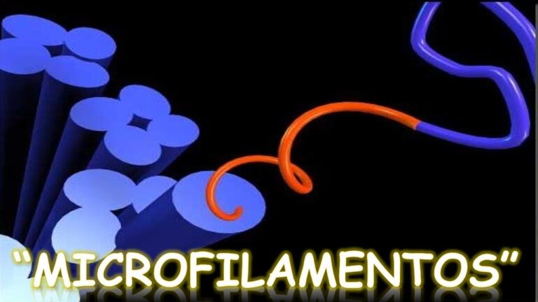 Determinando la Importancia y Funciones Esenciales de los ...