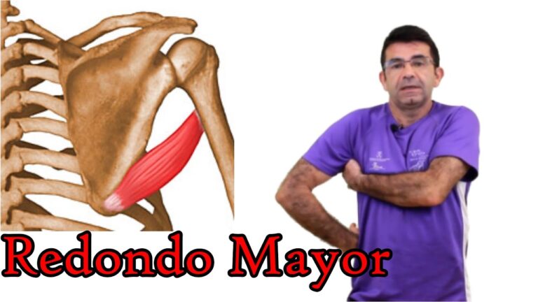 Alivio eficaz para el dolor en el músculo redondo mayor: Causas ...
