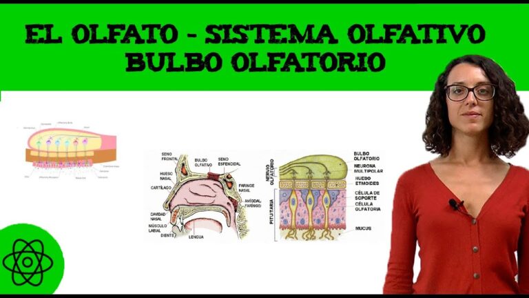 Descubre dónde se encuentran los receptores del olfato: Guía completa y ...