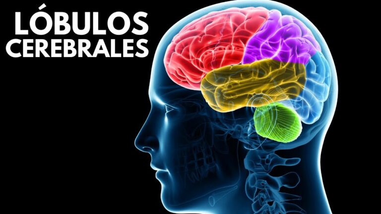 Descubre la función y ubicación del lóbulo frontal, parietal, occipital ...