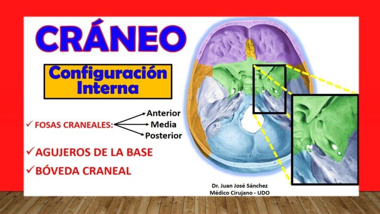 Anatomía de la base del cráneo: Todo lo que debes saber sobre esta ...