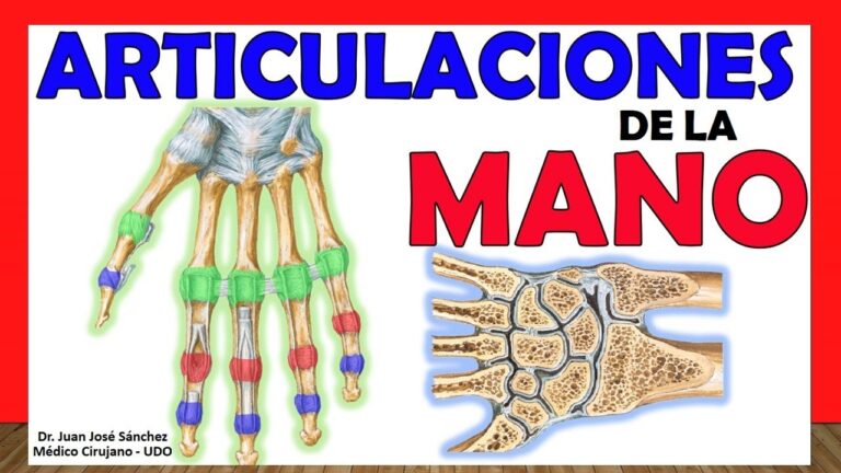 Descubre todo sobre la anatomía de los dedos de la mano: estructura ...