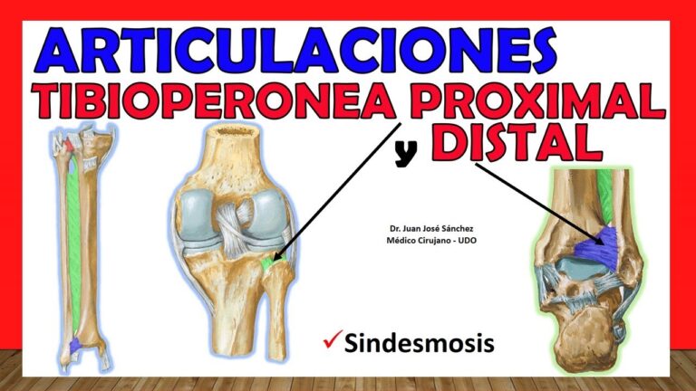 Todo lo que necesitas saber sobre la articulación del fémur con la ...