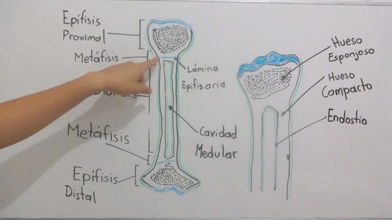 Descubre todo sobre la periostio: La membrana que recubre los huesos ...