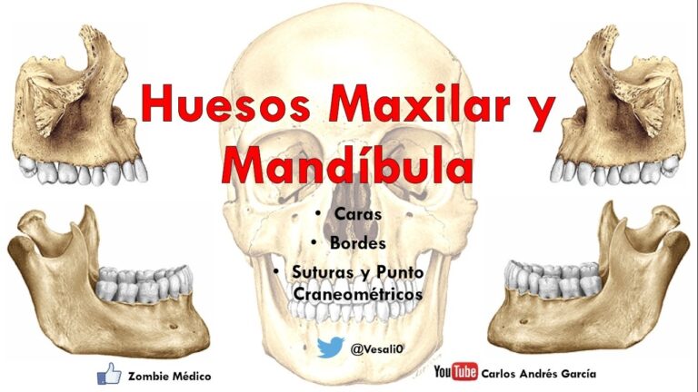 Descubre cuáles son los huesos que articulan el maxilar superior y su ...