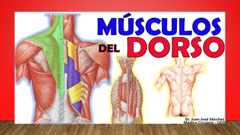 Descubre el completo esquema de los músculos de la espalda: desde los ...