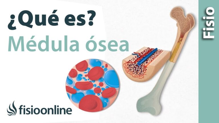La función de la médula ósea roja y amarilla: Descubre su importancia ...