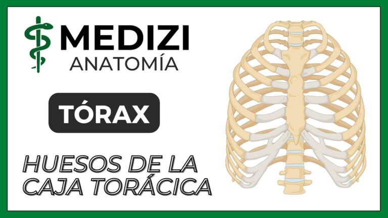 Todo lo que debes saber sobre los huesos de la caja torácica: anatomía ...