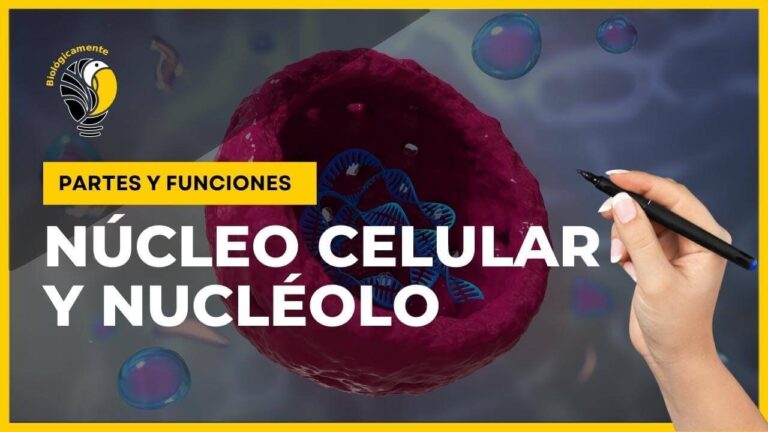 Núcleo y Nucleolo de la Neurona: Todo lo que Necesitas Saber sobre su ...