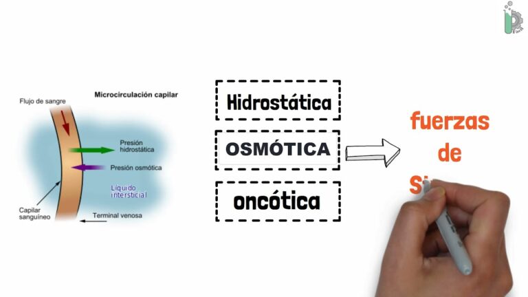 Presión oncotica e hidrostática: 𝑄𝑢𝑒 𝑒𝑠 𝑦 𝑐𝑜𝑚𝑜 𝑎𝑓𝑒𝑐𝑡𝑜? Todo lo que ...